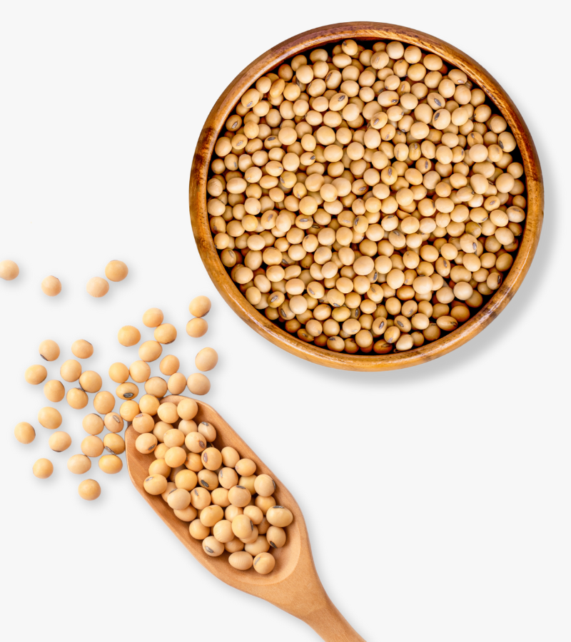 Organic Soybean Seeds – Unique organics